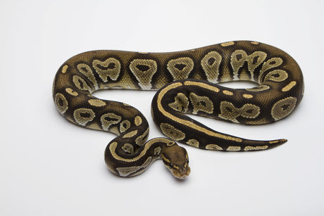 85 Albino python Stock Pictures, Editorial Images and Stock Photos ...