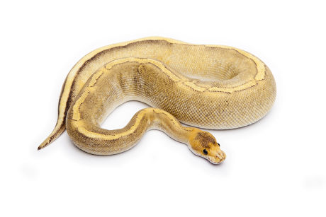 Champagne Calico Ball Python Royal Python Editorial Stock Photo - Stock ...