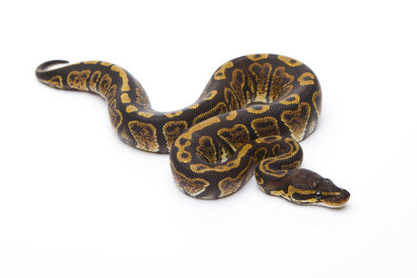 Royal Python Python Regius Super Granite Editorial Stock Photo - Stock ...