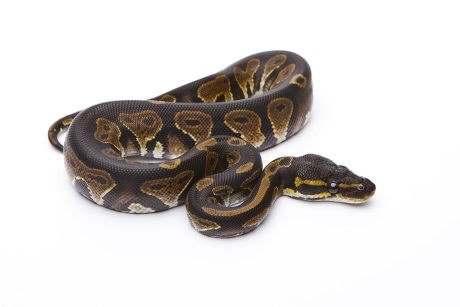 Royal Python Python Regius Black Head Editorial Stock Photo - Stock ...