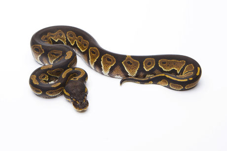 Royal Python Python Regius Black Head Editorial Stock Photo - Stock ...