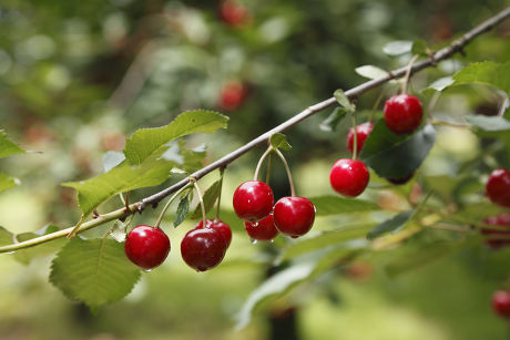 Branch Ripe Wild Cherries Sweet Cherries Editorial Stock Photo - Stock ...