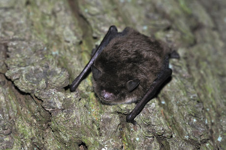 250 Mouse eared bat Stock Pictures, Editorial Images and Stock Photos ...
