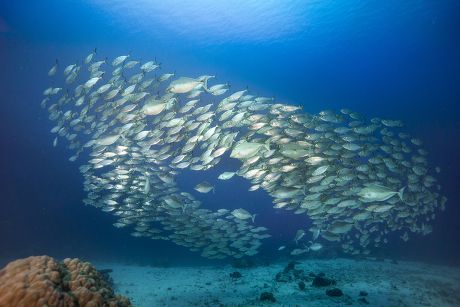 48 Mackerel shoal Stock Pictures, Editorial Images and Stock Photos ...
