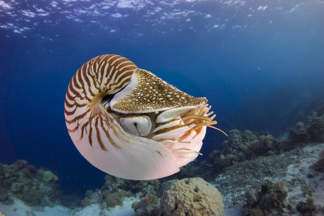 21 Nautilida Stock Pictures, Editorial Images and Stock Photos ...