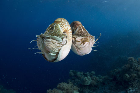 21 Nautilida Stock Pictures, Editorial Images and Stock Photos ...
