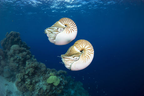 21 Nautilida Stock Pictures, Editorial Images and Stock Photos ...