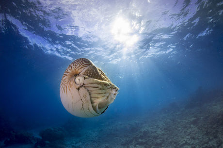 Nautilus Nautilus Belauensis Palau Editorial Stock Photo - Stock Image ...