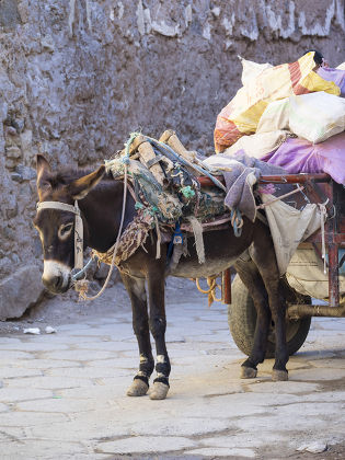 42 Loaded donkey cart Stock Pictures, Editorial Images and Stock Photos ...