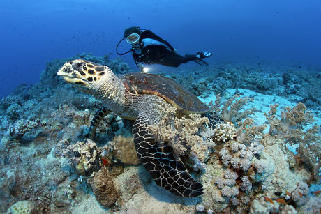 250 Female sea turtle Stock Pictures, Editorial Images and Stock Photos ...