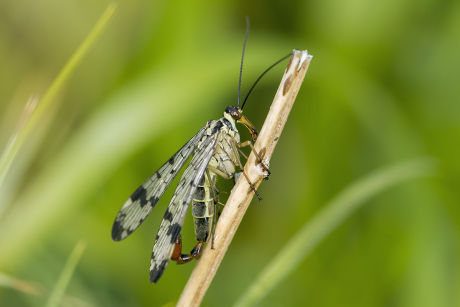 6 Snowfly Stock Pictures, Editorial Images and Stock Photos | Shutterstock