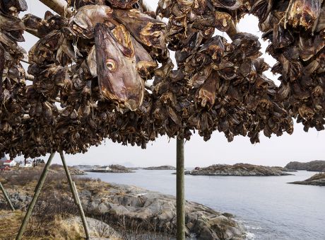 33 Dried fish heads Stock Pictures, Editorial Images and Stock Photos ...