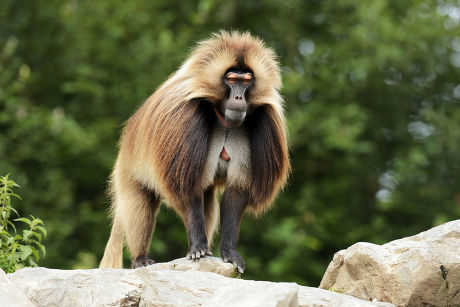 250 Gelada baboon Stock Pictures, Editorial Images and Stock Photos ...