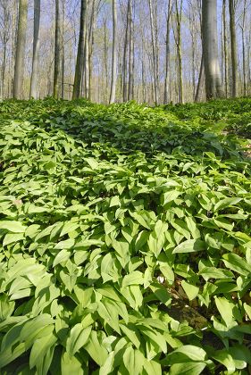 Field Wild Garlic Alium Ursinum Mountain Editorial Stock Photo - Stock ...