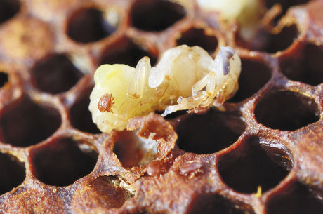35 Varroa mites Stock Pictures, Editorial Images and Stock Photos ...