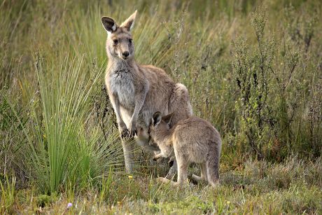 3 Cuddling kangaroo Stock Pictures, Editorial Images and Stock Photos ...