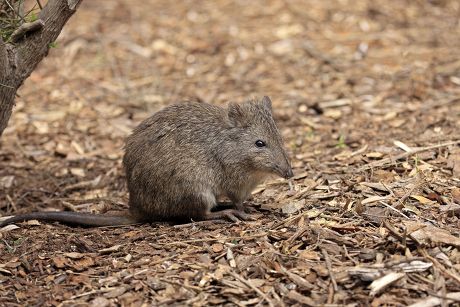 Longnosed Potoroo Potorous Tridactylus Adult Foraging Editorial Stock ...