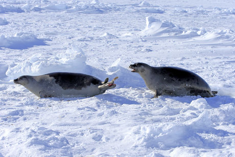 62 Seals on ice pack Stock Pictures, Editorial Images and Stock Photos ...