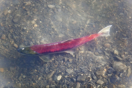 8 Klukshu Stock Pictures, Editorial Images and Stock Photos | Shutterstock