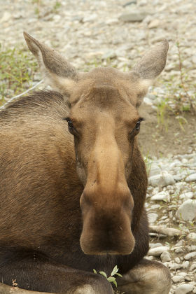 Old Sick Cow Female Moose Elk Editorial Stock Photo - Stock Image ...
