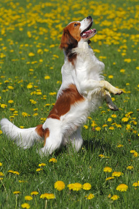 24 Dutch decoy dog Stock Pictures, Editorial Images and Stock Photos ...