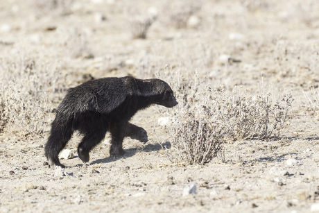 250 Ratel Stock Pictures, Editorial Images and Stock Photos | Shutterstock