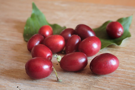 European Cornel Cornus Mas Fruits Editorial Stock Photo - Stock Image ...