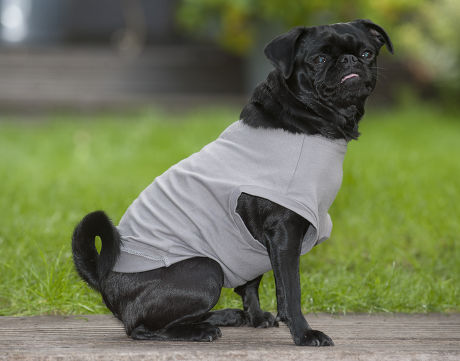 Mable Pug Cross Wearing Anxiety Prevention Editorial Stock Photo ...