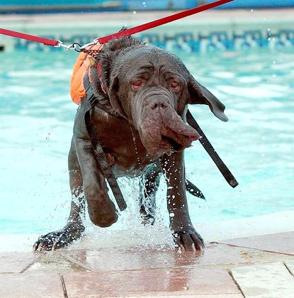 17 Operation mastiff Stock Pictures, Editorial Images and Stock Photos ...
