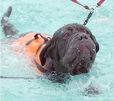 17 Operation mastiff Stock Pictures, Editorial Images and Stock Photos ...