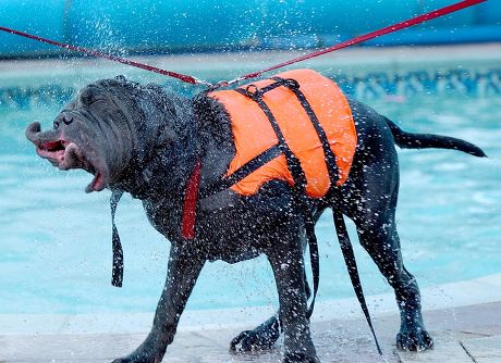 17 Operation mastiff Stock Pictures, Editorial Images and Stock Photos ...