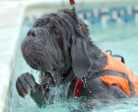 17 Operation mastiff Stock Pictures, Editorial Images and Stock Photos ...