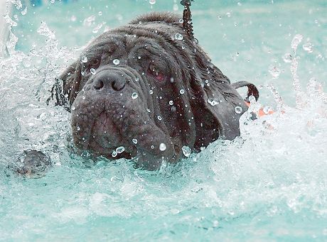 17 Operation mastiff Stock Pictures, Editorial Images and Stock Photos ...