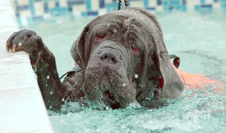 17 Operation mastiff Stock Pictures, Editorial Images and Stock Photos ...