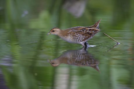 Baillons Crake Porzana Pusilla Immature Walking Editorial Stock Photo ...