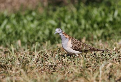 40 Geopelia Stock Pictures, Editorial Images and Stock Photos ...