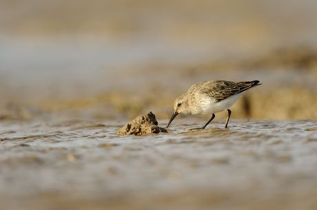 Dunlin Calidris Alpina Adult Nonbreeding Plumage Editorial Stock Photo ...