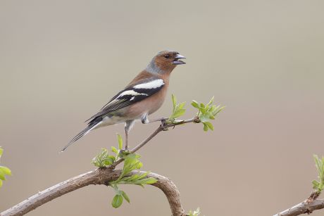 32 Common chaffinches Stock Pictures, Editorial Images and Stock Photos ...