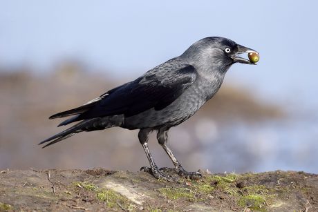 250 Eating crow Stock Pictures, Editorial Images and Stock Photos ...