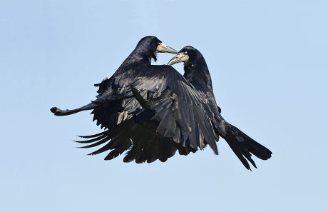Rook Corvus Frugilegus Two Adults Flight Editorial Stock Photo - Stock ...
