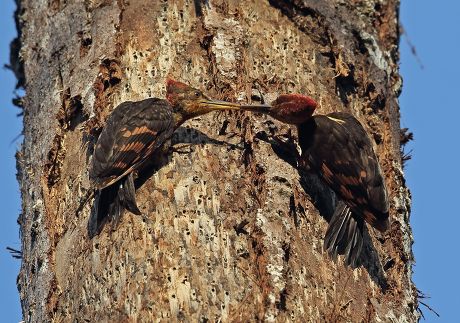 Orangebacked Woodpecker Reinwardtipicus Validus Xanthopygius Adult ...