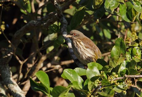 Palmchat Dulus Dominicus Adult Perched Tree Editorial Stock Photo ...