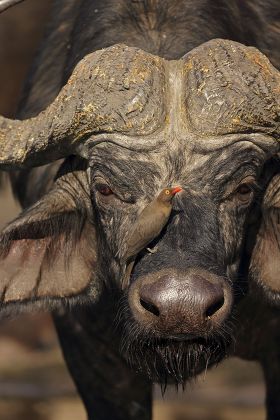 56 Bovid species Stock Pictures, Editorial Images and Stock Photos ...