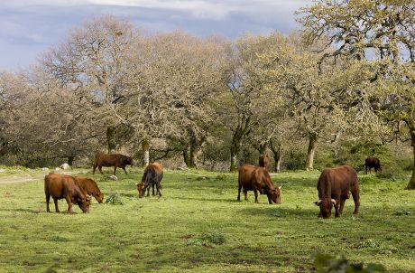 Domestic Cattle Sardomodicana Herd Grazing Oak Editorial Stock Photo ...