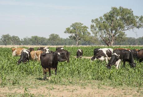 66 Cattle graze on field Stock Pictures, Editorial Images and Stock ...