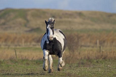 54 Ponies running Stock Pictures, Editorial Images and Stock Photos ...