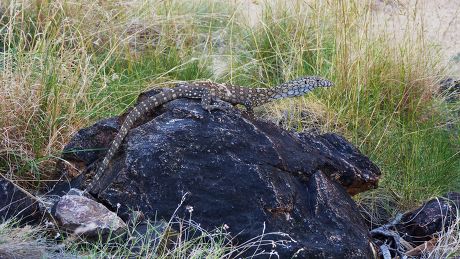 3 Perenties Stock Pictures, Editorial Images and Stock Photos ...