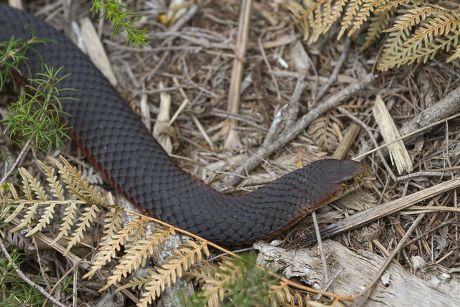 Lowland Copperhead Austrelaps Superbus Adult Narawntapu Editorial Stock ...