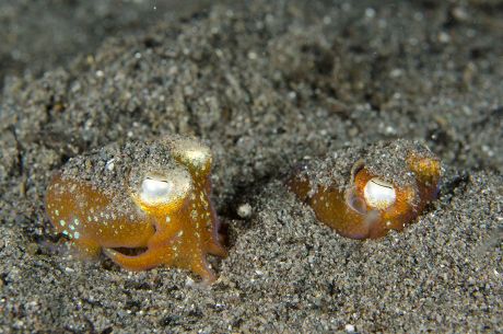 Tropical Bottletail Squid Sepiadarium Kochi Two Editorial Stock Photo ...