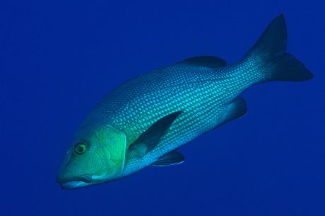Twospot Red Snapper Lutjanus Bohar Adult Editorial Stock Photo - Stock ...